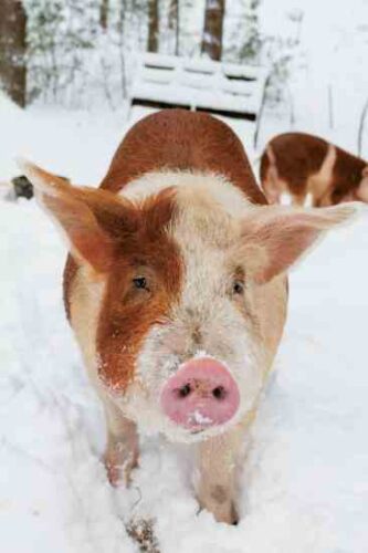 The Hereford Pig Breed – Mother Earth News